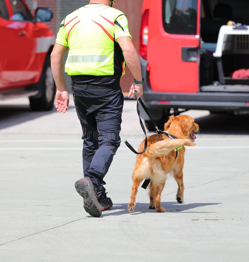 Molecular Detection Dog on the Job and Handler during a Search Stock ...