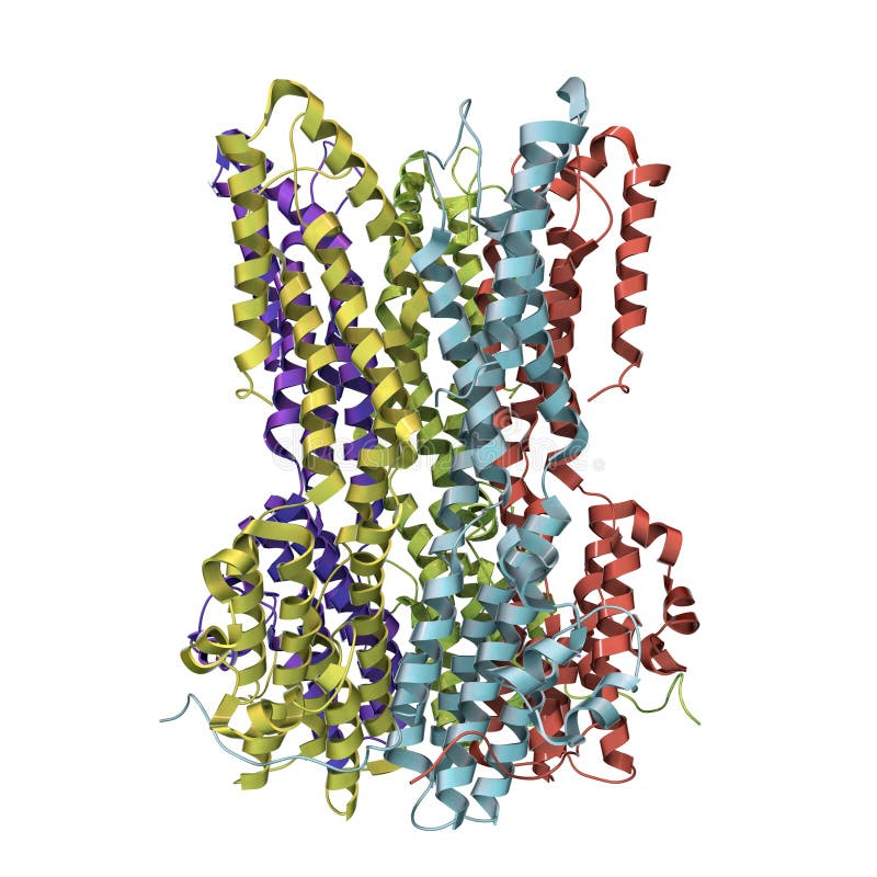 Molecular Model of Bestrophin-1 Protein Best 1, 3D Illustration. a ... Molecular Model of Bestrophin-1 Protein Best 1, 3D Illustration. a ...