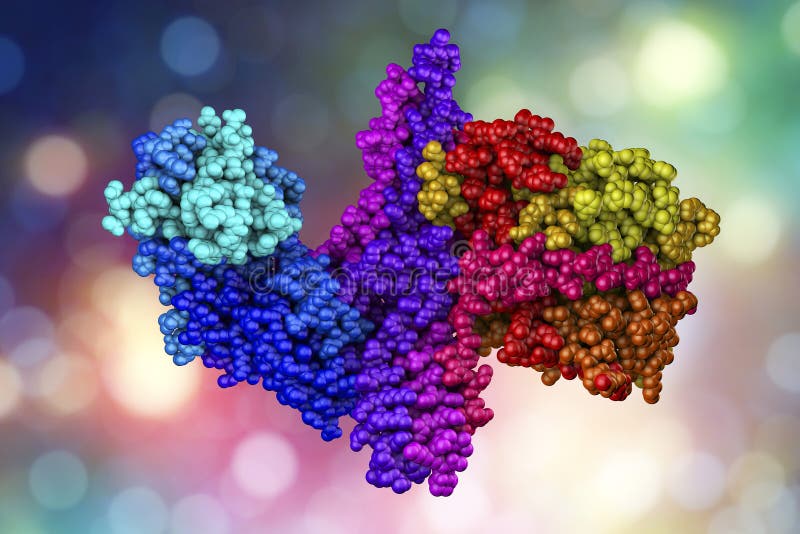 Molecular Model of Botulinum Neurotoxin Stock Illustration ...