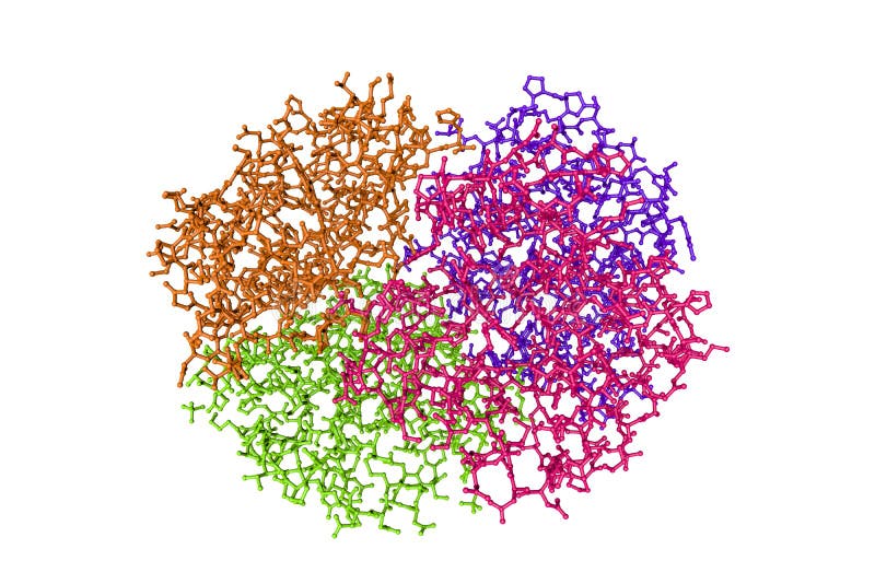 Human Hemoglobin 3d Model Stock Illustrations – 117 Human Hemoglobin 3d ...