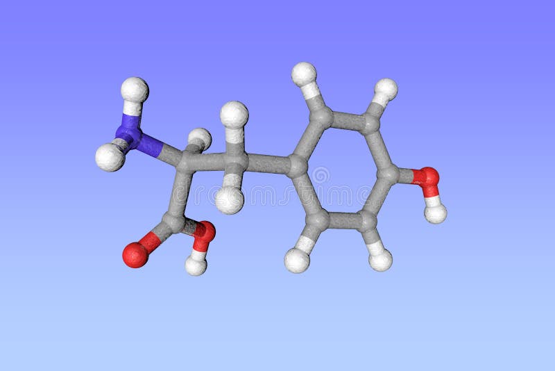 Molecular Model of L-tyrosine. Atoms are Represented As Spheres with ...