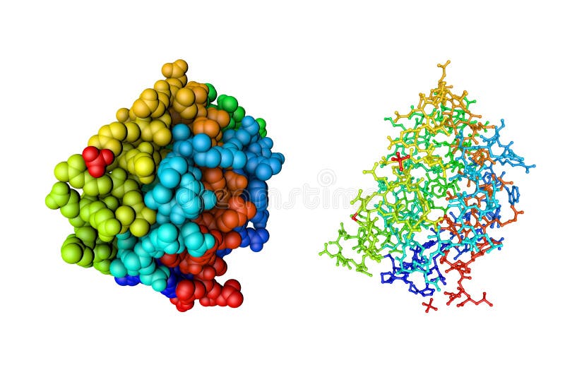 Molecular Model of Human Prolactin. Atoms are Represented As Spheres ...