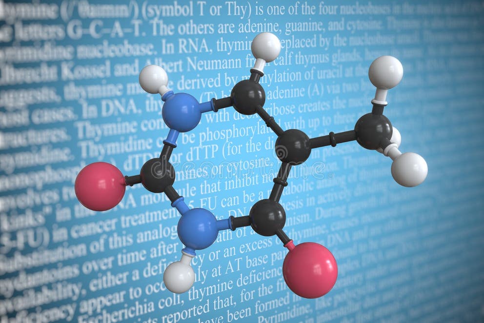 Molecular Model of Thymine, 3D Rendering Stock Illustration ...