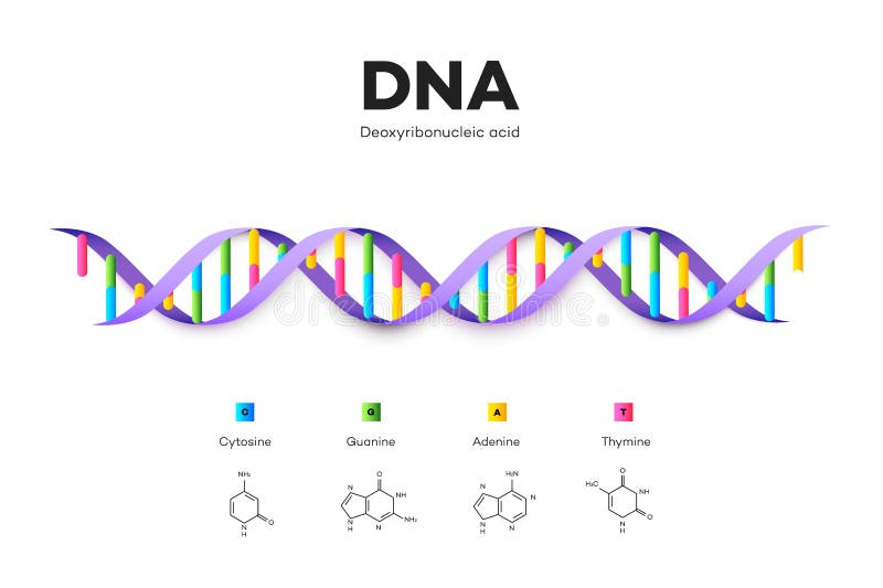 Molecular Structure of DNA. Infographic Educational Vector Illustration ...