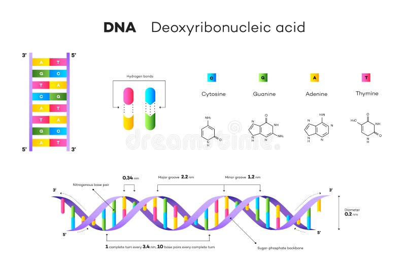 1+ Dna infographic Free Stock Photos - StockFreeImages