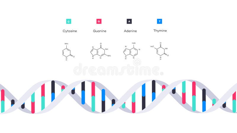 Molecular Structure Of Dna And Rna Infographic Educational Vector