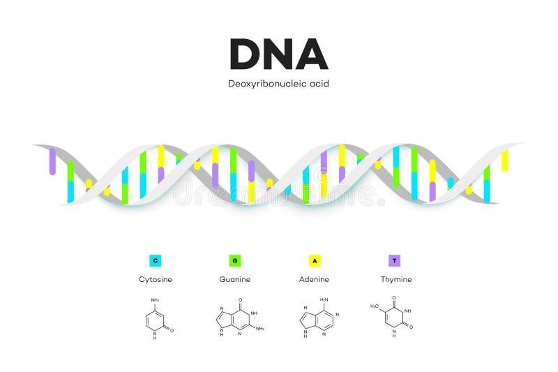 Molecular Structure Of Dna And Rna Infographic Educational Vector Illustration Stock Vector