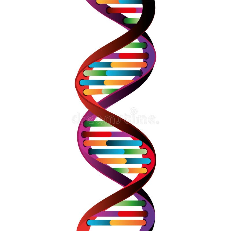 Molecular structure of DNA stock vector. Illustration of chemical ...