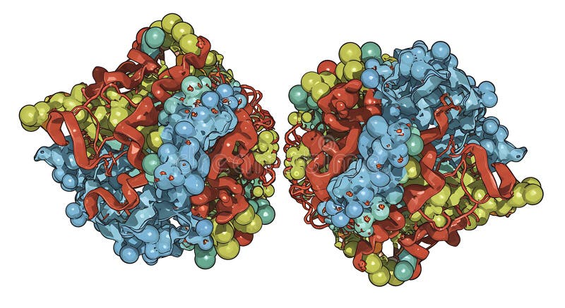 Molecular Structure of an Enzyme Shown in a 3D Ribbon and Sphere Model ...