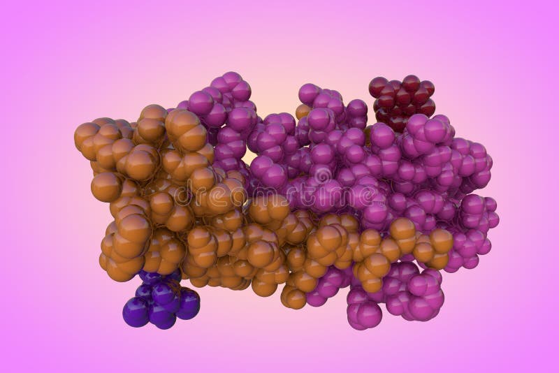 Human Chorionic Gonadotropin, HCG, Placental Hormone. PDB:1HRP ...