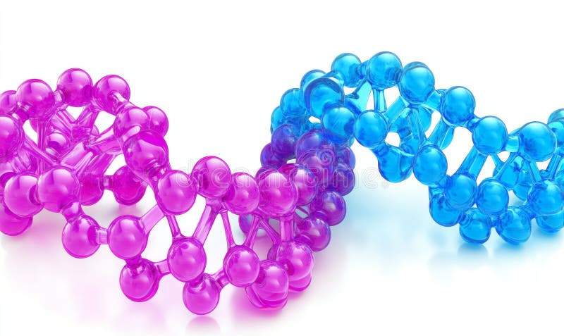 The Molecular Structure of Human DNA is a Double Helix Composed of ...