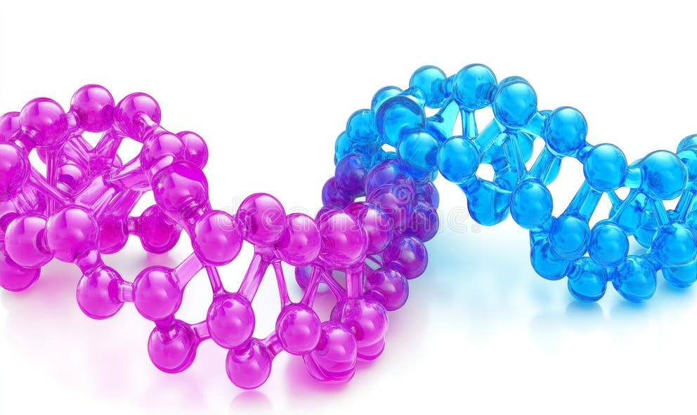 The Molecular Structure of Human DNA is a Double Helix Composed of ...