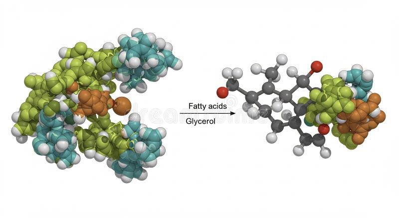 Molecular Structure Showing Fatty Acids and Glycerol Conversion Process ...