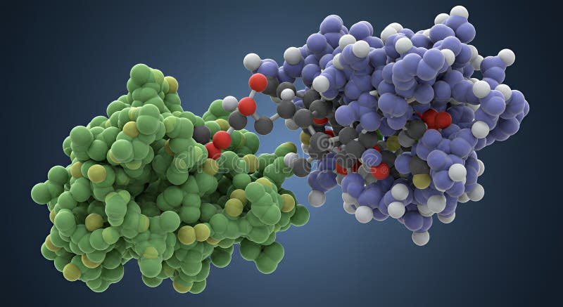 Molecular Structure of Two Proteins Connected Illustration for Science ...