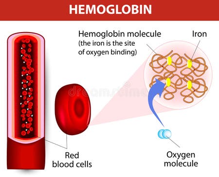 Haemoglobin Stock Illustrations – 458 Haemoglobin Stock Illustrations ...