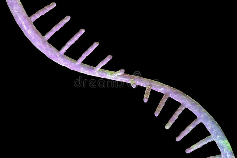 Molecule of MRNA, 3D Illustration Stock Illustration - Illustration of ...