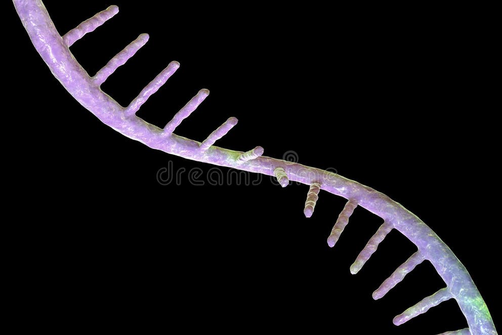 Molecule of MRNA, 3D Illustration Stock Illustration - Illustration of ...