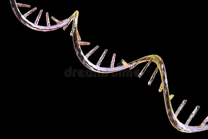 Molecule of MRNA, 3D Illustration Stock Illustration - Illustration of ...