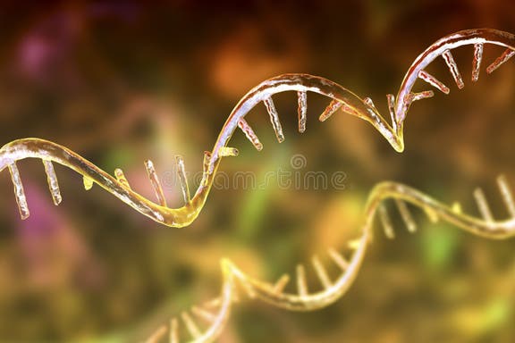 Molecule of MRNA, 3D Illustration Stock Illustration - Illustration of ...