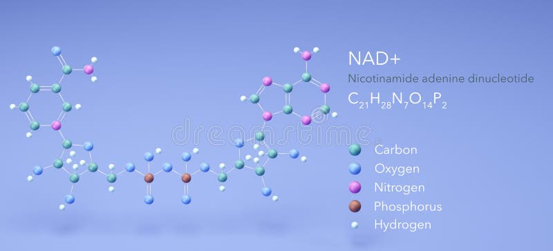 Molecule Nad+, Molecular Structures, Nicotinamide Adenine Dinucleotide ...