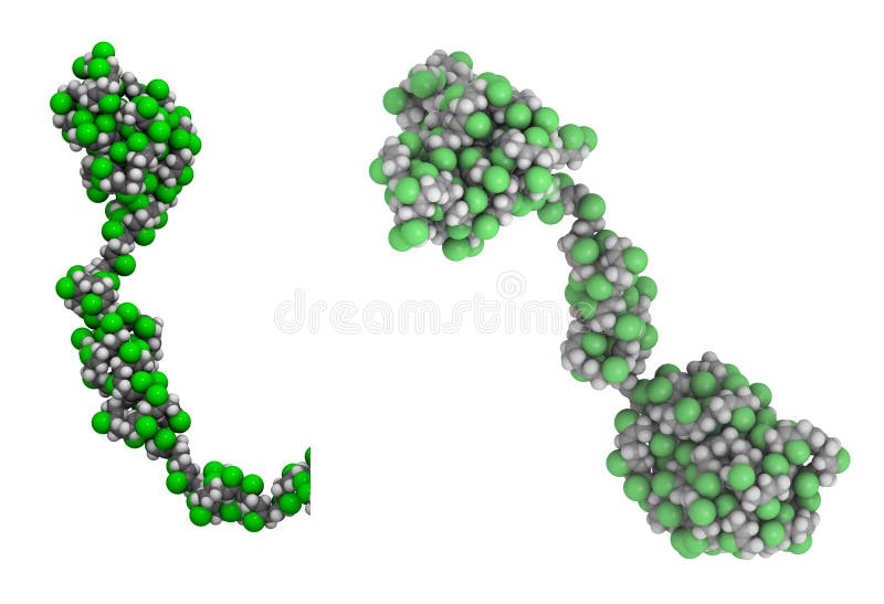Neoprene Polychloroprene Synthetic Rubber, Chemical Structure. Skeletal ...