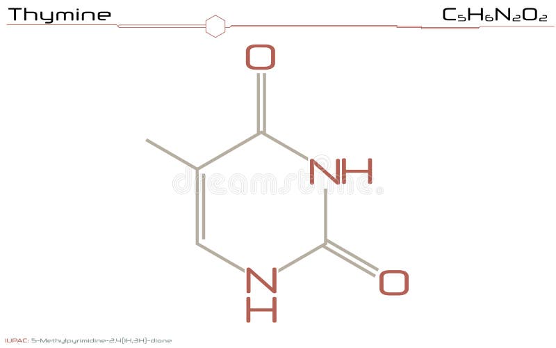 Molecule of Thymine stock vector. Illustration of oxygen - 105319570