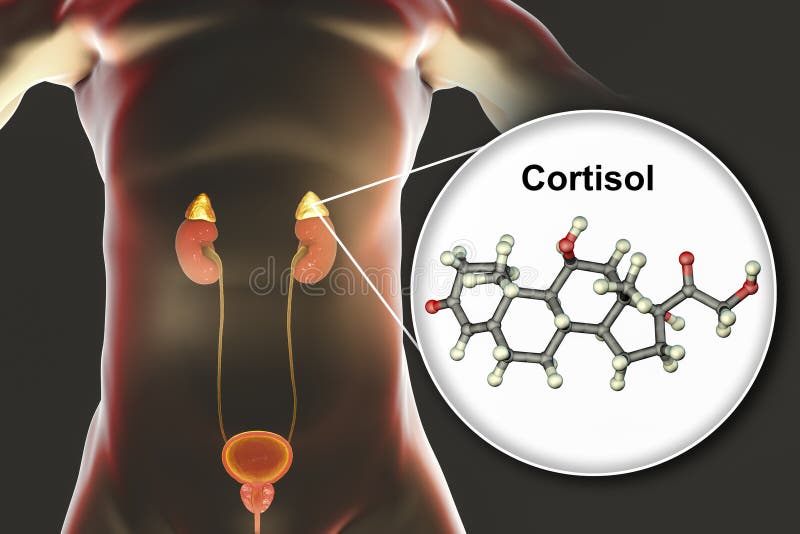 Molecule Van Cortisol Hormoon En Bijnier Stock Illustratie ...