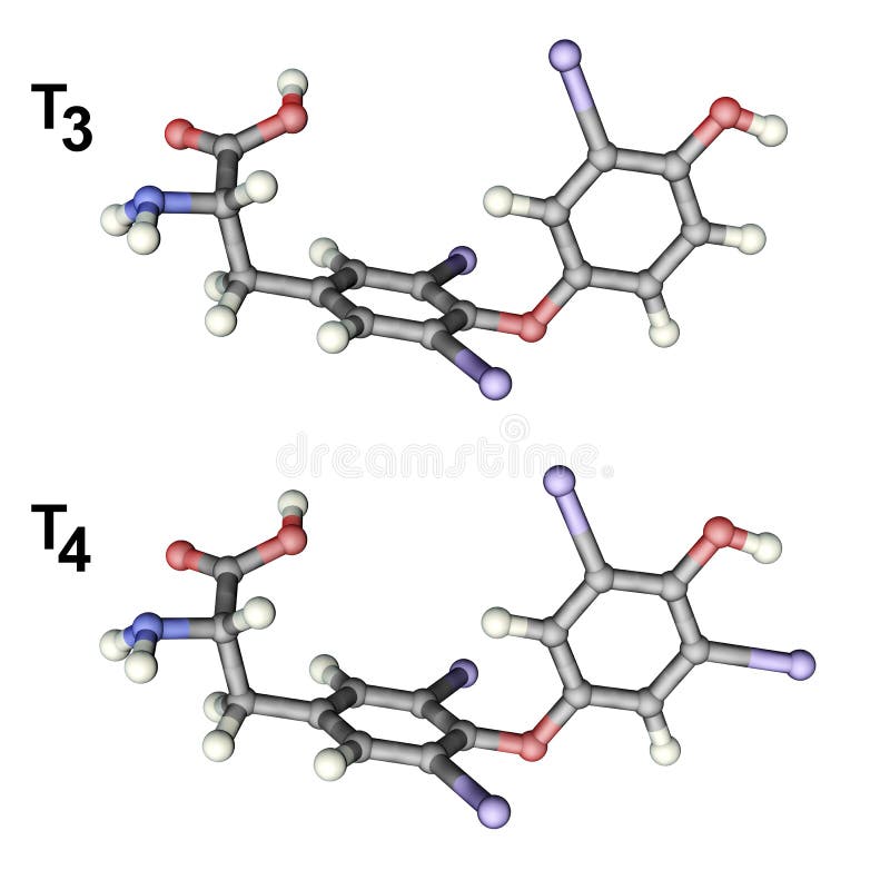 Molecules of Thyroid Hormones T3 and T4 Stock Illustration ...