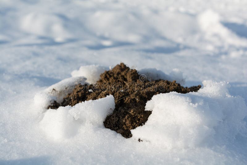Molehill Breaks through Snow Stock Photo - Image of spring, breakout ...