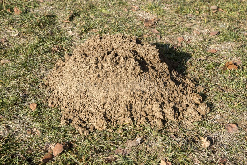 A molehill closeup stock image. Image of earth, mammal - 266388999