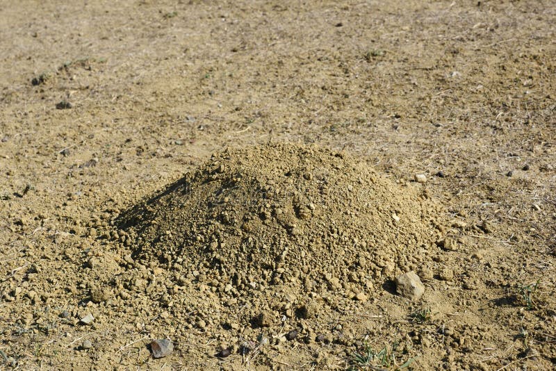 Molehill Has Made Mole Soil Cluster, Mole Earth Heap Stock Image ...