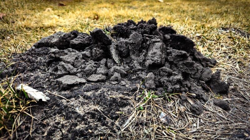 Molehill, a Mound of Soil Pushed Up by a Mole Tunneling Underground. at ...