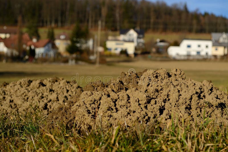 Molehill stock image. Image of habitat, vole, close, hill - 68053859