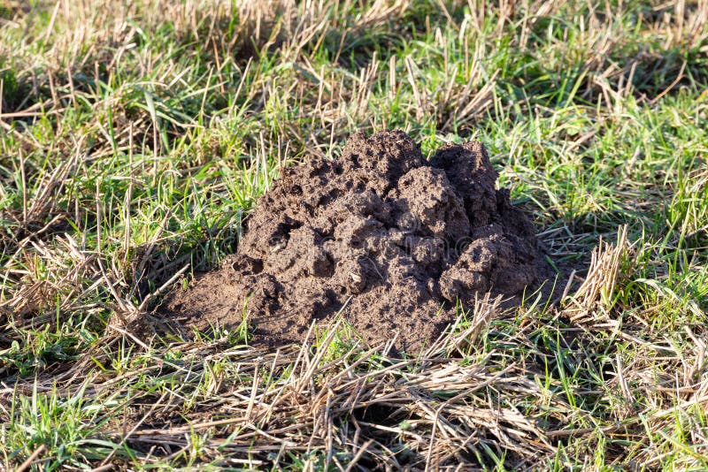 Molehill in a field stock photo. Image of field, farm - 173694832
