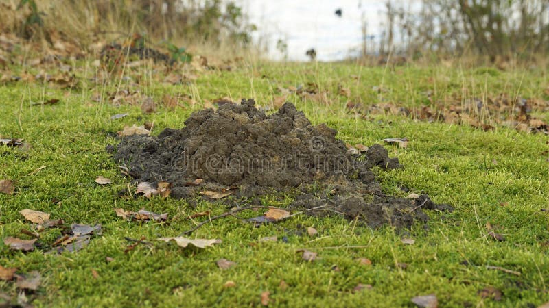 Molehill stock photo. Image of water, outside, molehill - 36572870