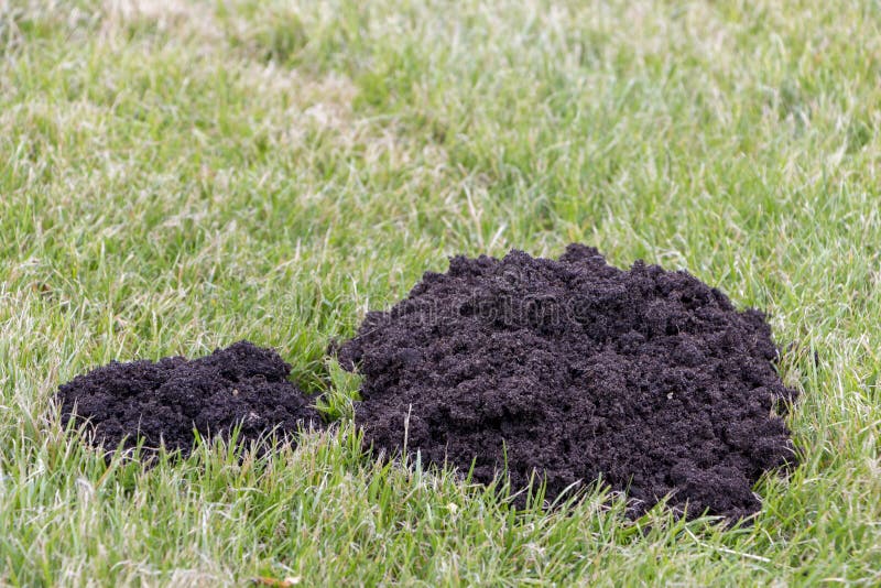 Molehills on Lawn Made by Moles Population View on Sunny Day. Stock ...