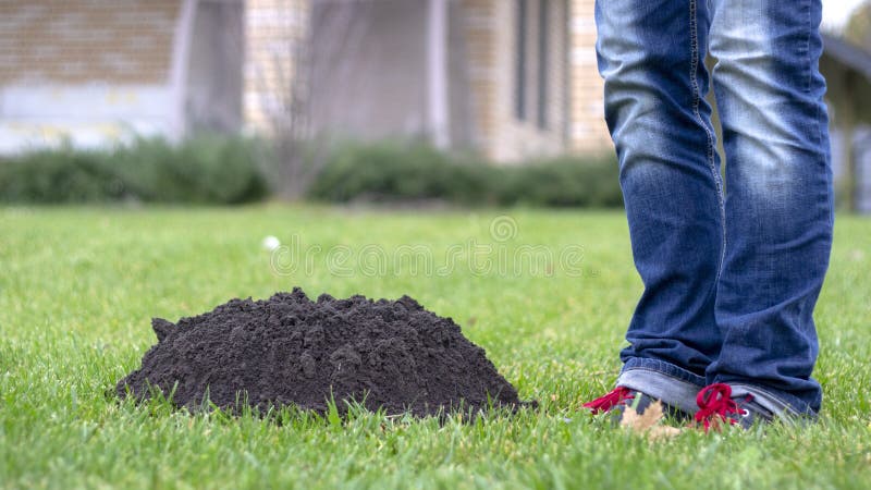Molehills on Lawn Made by Moles Population View on Sunny Day. Stock ...