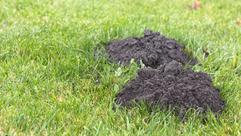 Molehills on Lawn Made by Moles Population View on Sunny Day. Stock ...