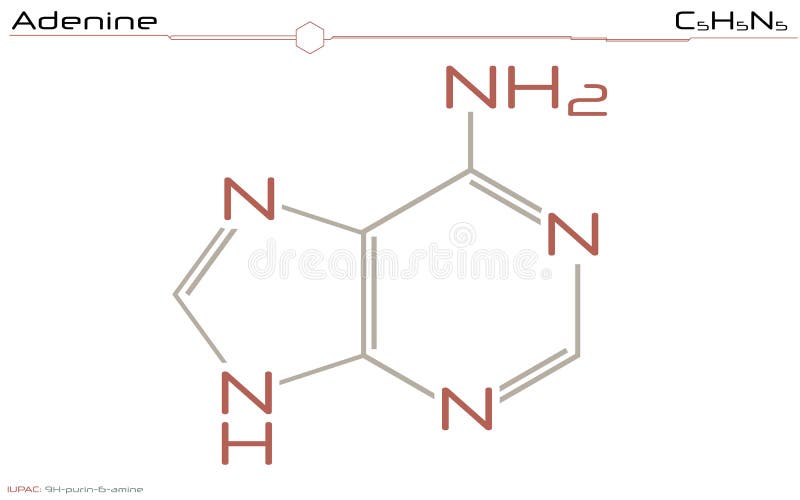 Adenin Stock Illustrationen, Vektoren, & Kliparts - 1,375 Stock ...