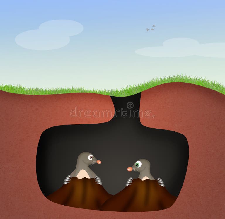 Moles Stock Illustrations – 985 Moles Stock Illustrations, Vectors ...