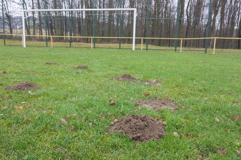 Moles and football stock photo. Image of grass, environmental - 37051644