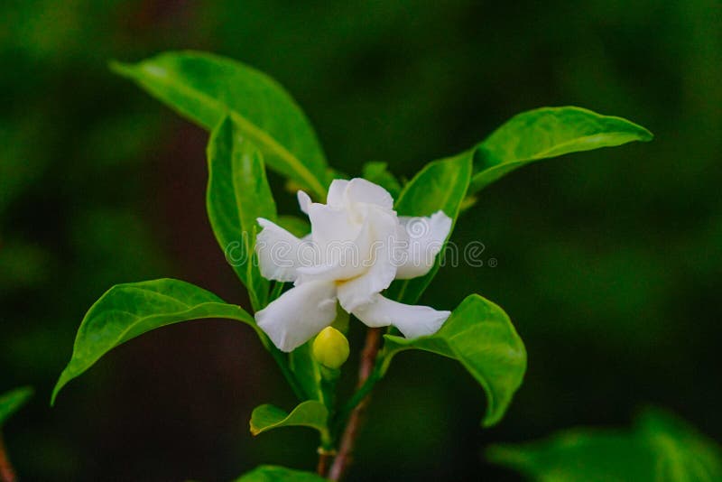 Moli flower stock photo. Image of clipping, beauty, card - 93252320