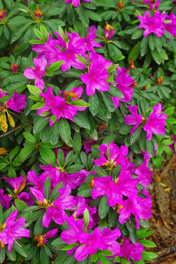 Azalee immagine stock. Immagine di giardino, immagine - 30020373