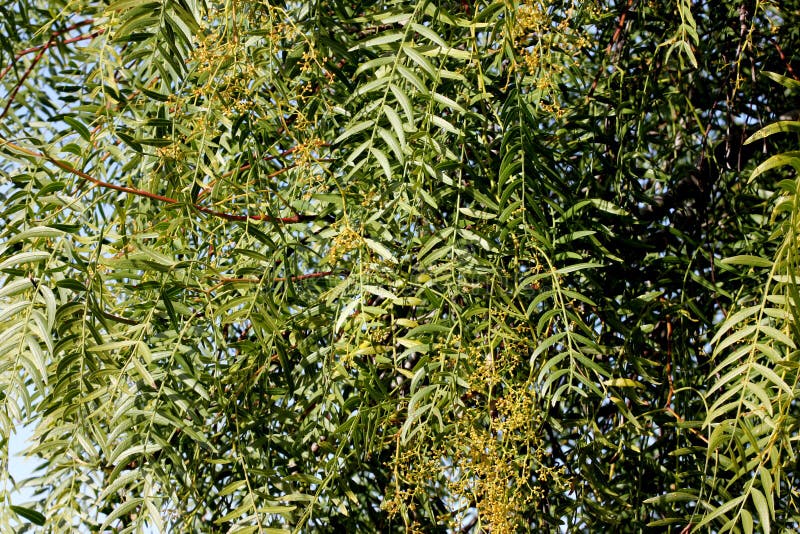Molle Del Schinus, Pimienta Peruana, árbol De Pimienta Californiano ...
