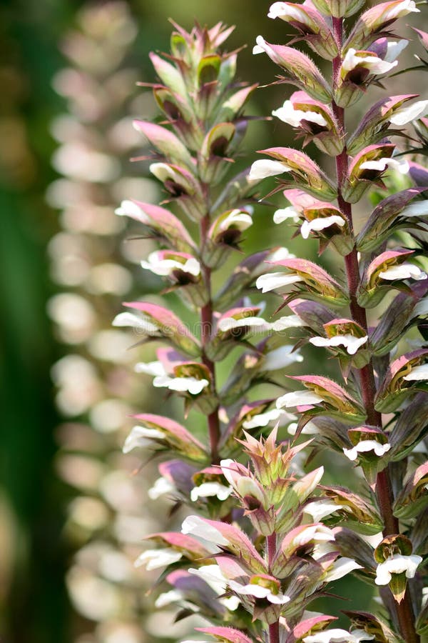 Acanto Mollis “Latifolius O Pianta Delle Culatte Dell'orso Immagine ...