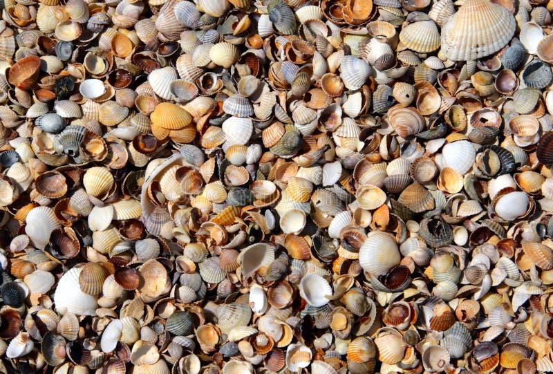 Mollusc stock photo. Image of coastline, beach, bivalve - 5930550