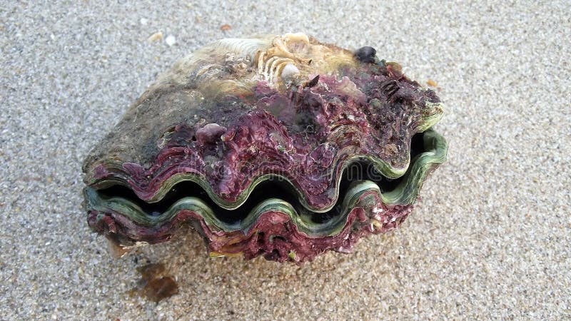 The Mollusc or Mollusk Shell is Typically a Calcareous Exoskeleton ...