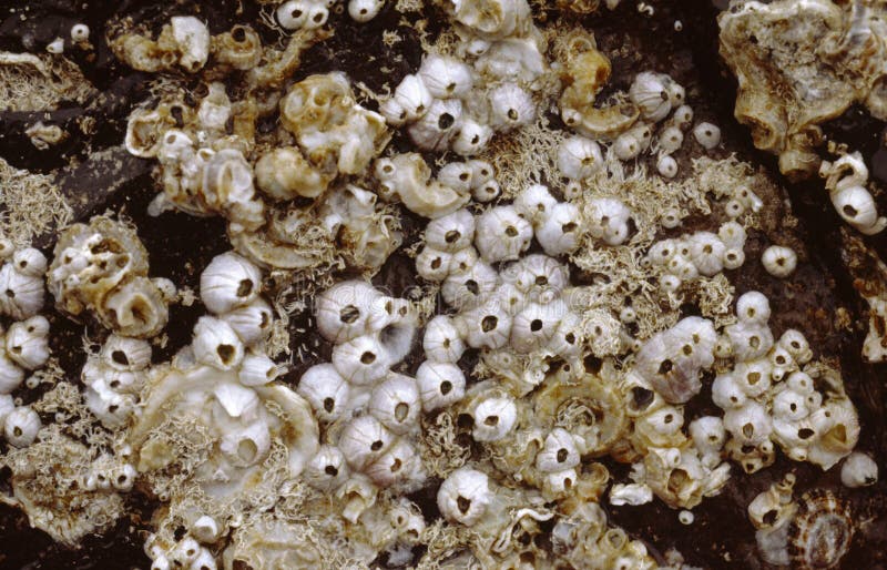 Mollusc on rock stock image. Image of conch, reef, mollusc - 1961401