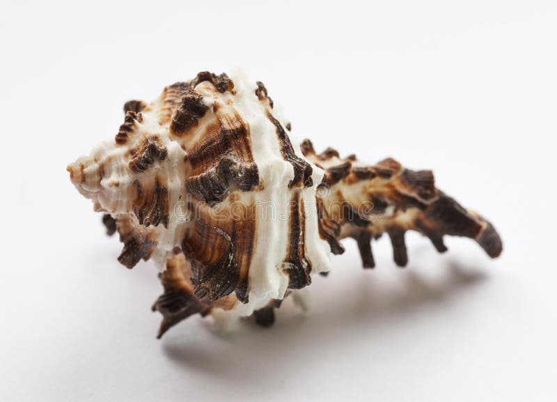 Mollusc Shell stock photo. Image of marine, colored, shell - 83269620