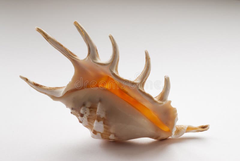 Mollusc Shell stock image. Image of pure, isolated, rays - 83283115